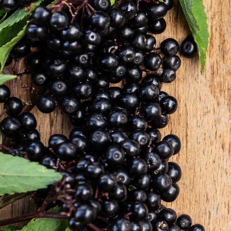 Cyanidin As An Coloring Additive In Food & Nutrition