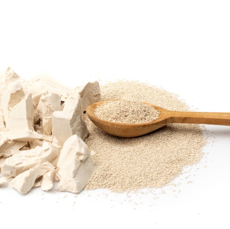 Baker’s Yeast In The Food Industry - Saccharomyces cerevisiae