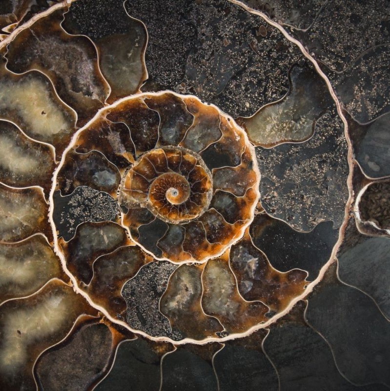 Chitosan in Food & Nutrition - Derivative Of Chitin