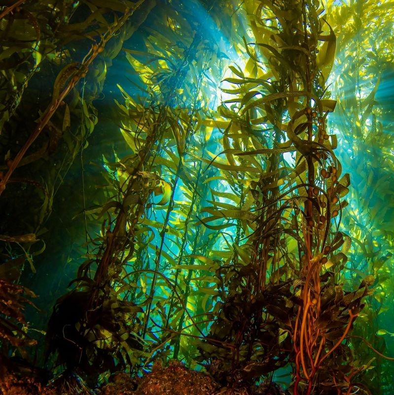 Alginate Applications In The Food Industry - Knowde Periodical